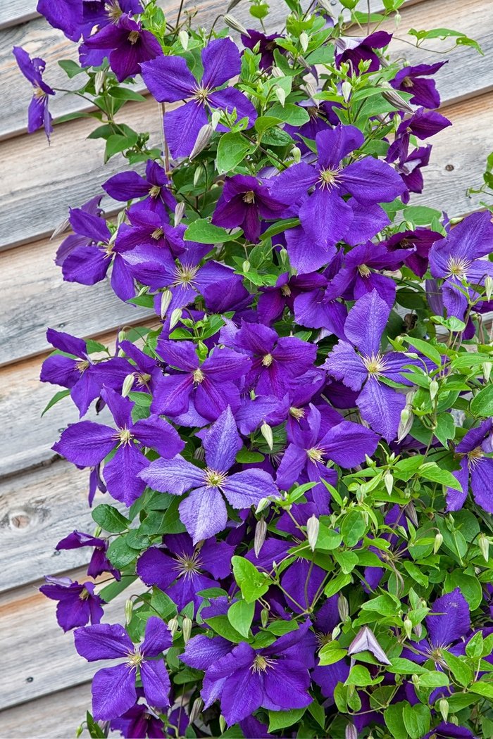 100 Clematis Plants Real Rare Clematis Plant Outdoor Plant Natural ...