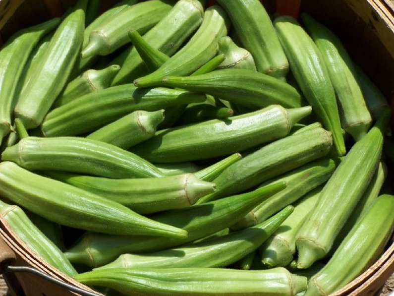 100 Green Okra Clemsons Spineless Red gumbo Herb Vegetable Seeds