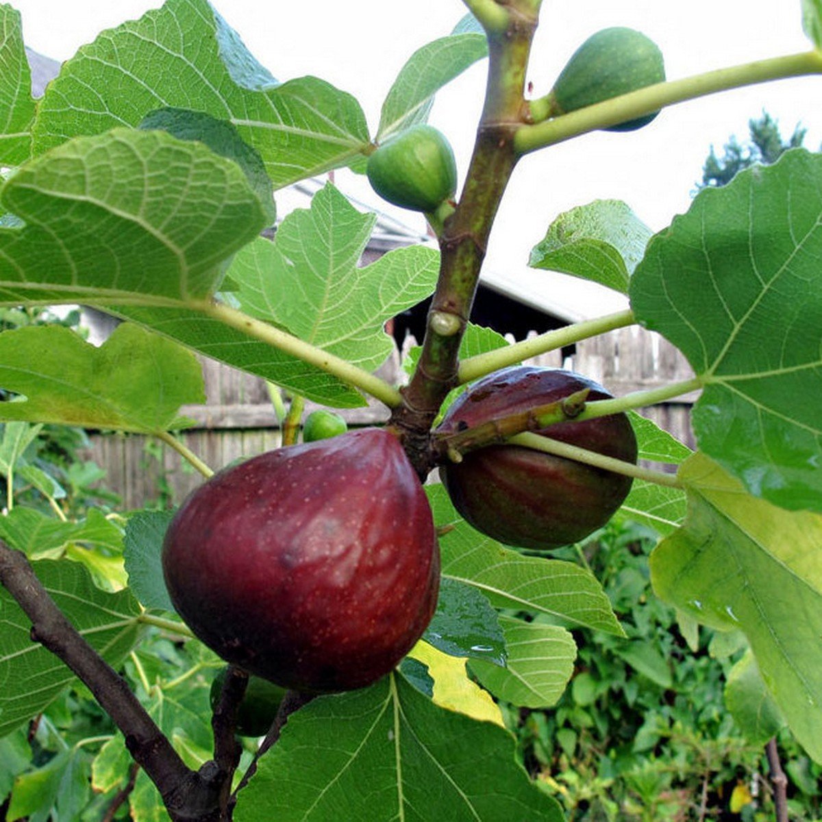 100 Rare Tropical Mini Fig Tree Bonsai Plant Rare Fruit Seeds