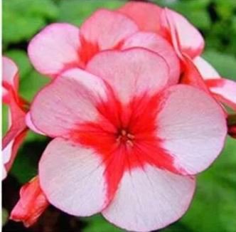 30 Mixed 8 Colors of Geranium Seeds