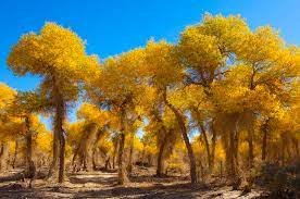 50 Populus Euphratica Seeds Ornamental Euphrates Poplar Salt Seeds