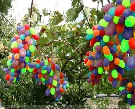 15 New Rare Rainbow F5 Hybrid Grape Seedling Seeds