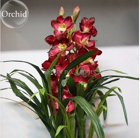 100 Rare Wild Orchids Dark Red Colors Perennial Flowers Seeds