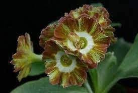 15 Primula Auricula Miss Teak Flower Seeds