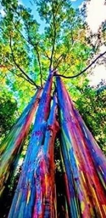 100 Rainbow Eucalyptus Seed Tropical Tree Seeds