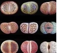 10 Mixed 10 Types of Lithops varieties living stones succulent bonsai Seeds