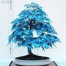 50 Blue Maple Tree Seeds Bonsai Seeds