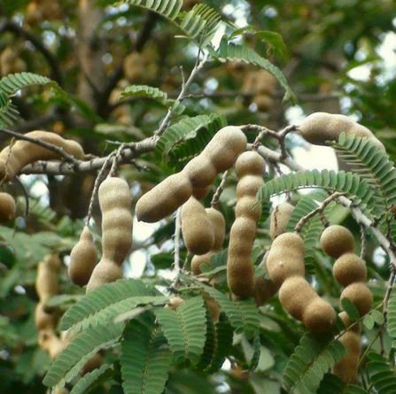 500 Tamarind Sweet Indian Date Makam Dwarf (Dwarf Tamarindus indica) Seeds