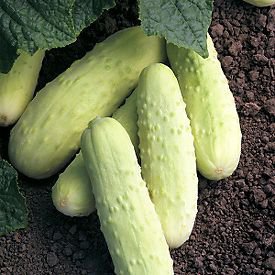 20 White Cucumbers Heirloom Seeds