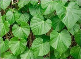 10 Tinospora Cordifolia Giloy Guduchi Seeds