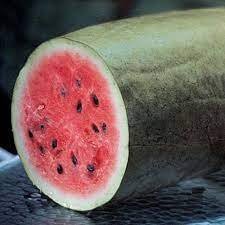 50 Heirloom Gray Skin Big Long Red Sweet Seedless Watermelon Organic Seeds