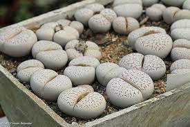 100 Ball Conophytum vanzylii Lithop Seeds Greyish White Succulent Seeds