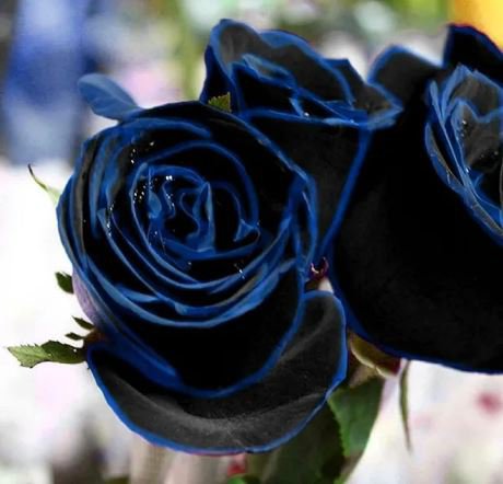 50 New Midnight Supreme Rose Bush Flower Seeds