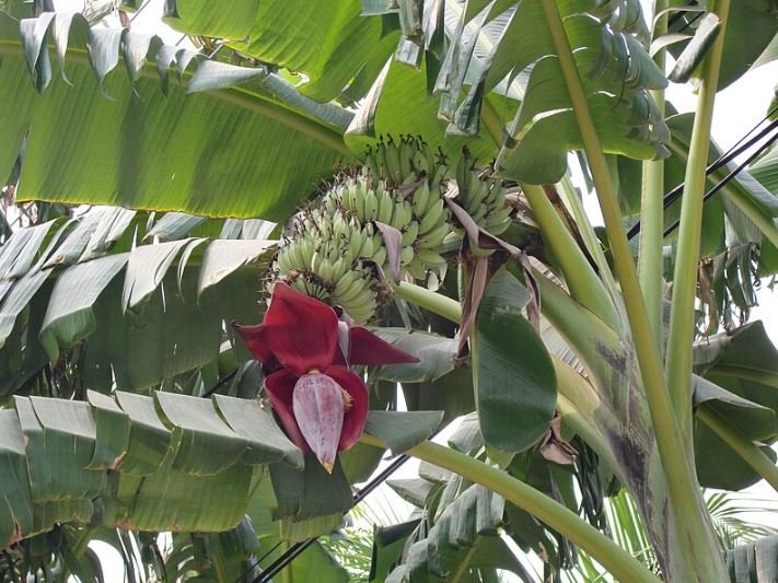 100 Edible Banana Tree ‘Dwarf Lady Finger’ (Musa acuminata) Seeds
