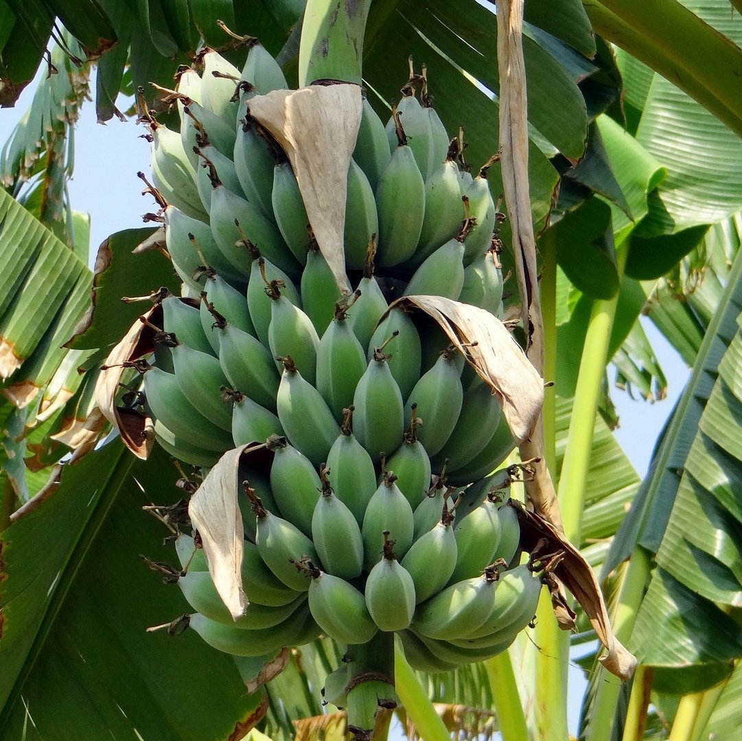 100 Edible Banana Tree ‘Dwarf Lady Finger’ (Musa acuminata) Seeds