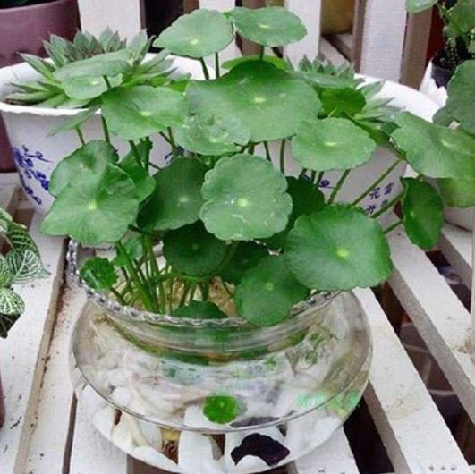 30 Hydrocotyle Vulgaris Aquatic Plants Money Grass Coins Grass Bonsai Seeds