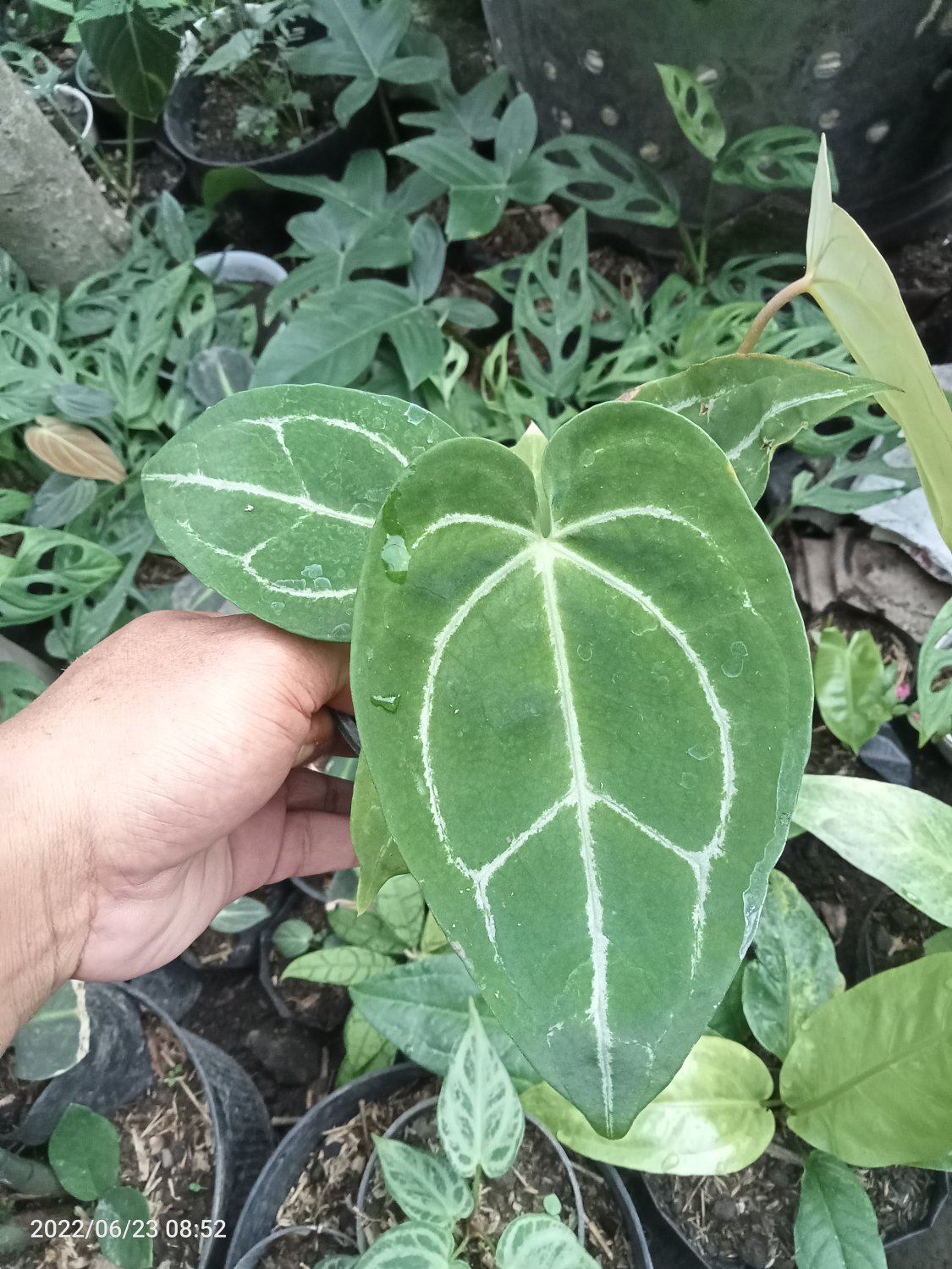Quotrare Queen Anthurium Anthurium Warocqueanum Dark Form