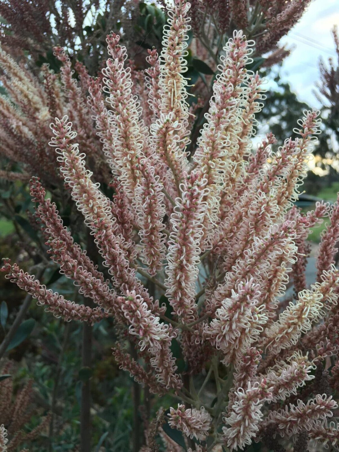 Grevillea polybotrya- Caramel Grevillea - 5 rare seeds