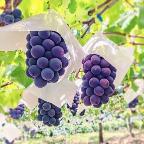Japanese Giant Kyoho Grape Fukuoka Kyoho Grapes x10 Seed RARE Organic