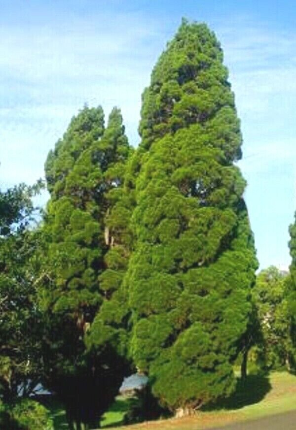 20 X RARE NATIVE PYGMY CYPRESS PINE SEEDS,SOUTH ESK CYPRESS PINE,GARDEN ...