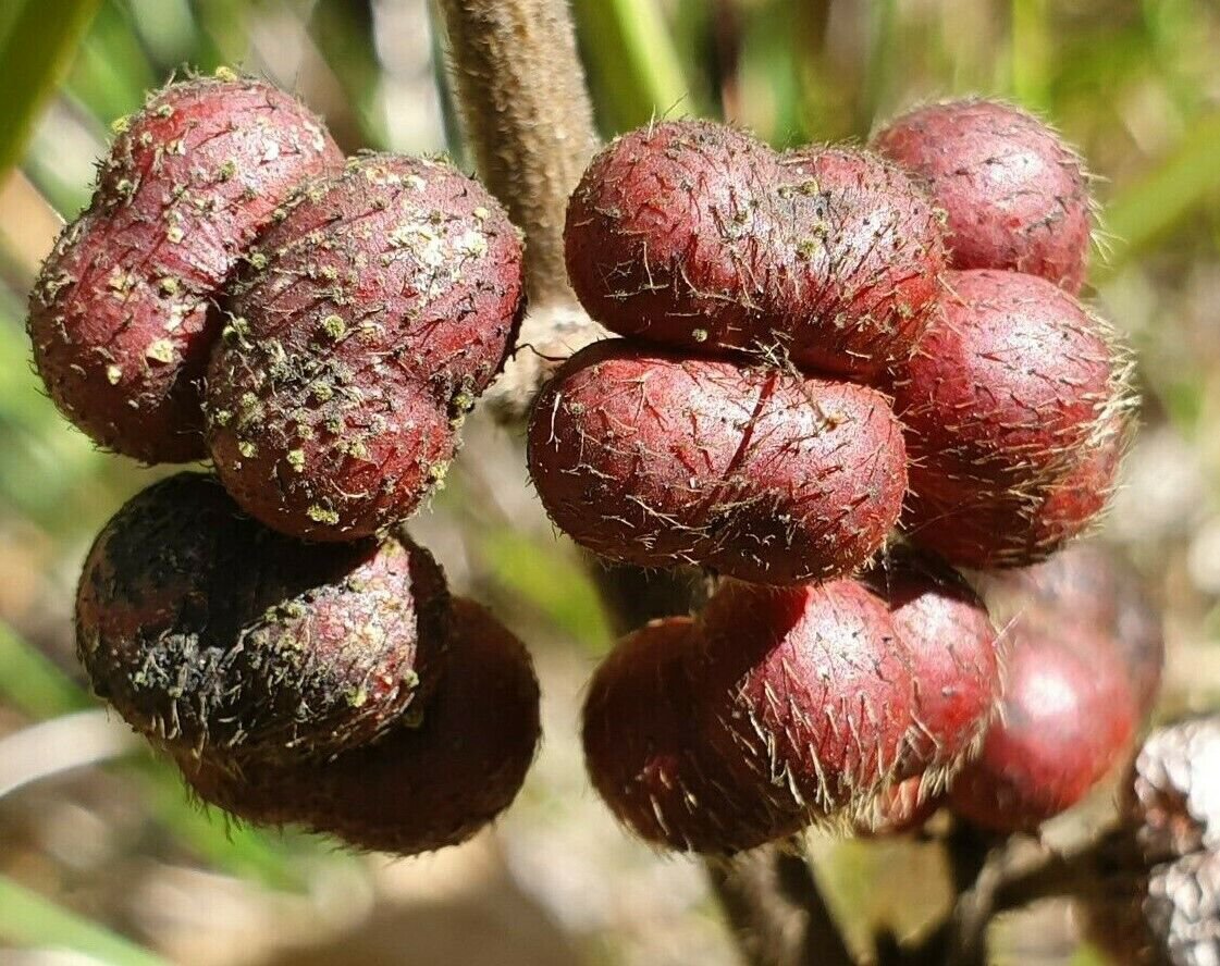 rare australian bush tucker fruit - grewia latifolia 5 seeds