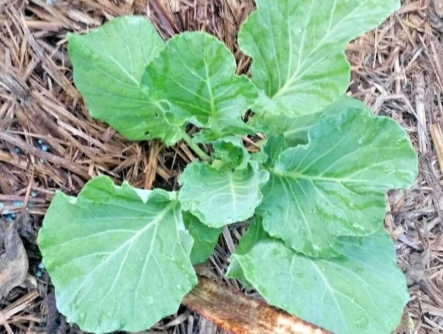 PORTUGUESE CABBAGE Couve Tronchuda 50+ seeds