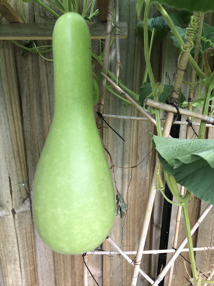 RARE Bottle Gourd 10 Seeds Asian Indian Long Melon Calabash Lauki Lau ...