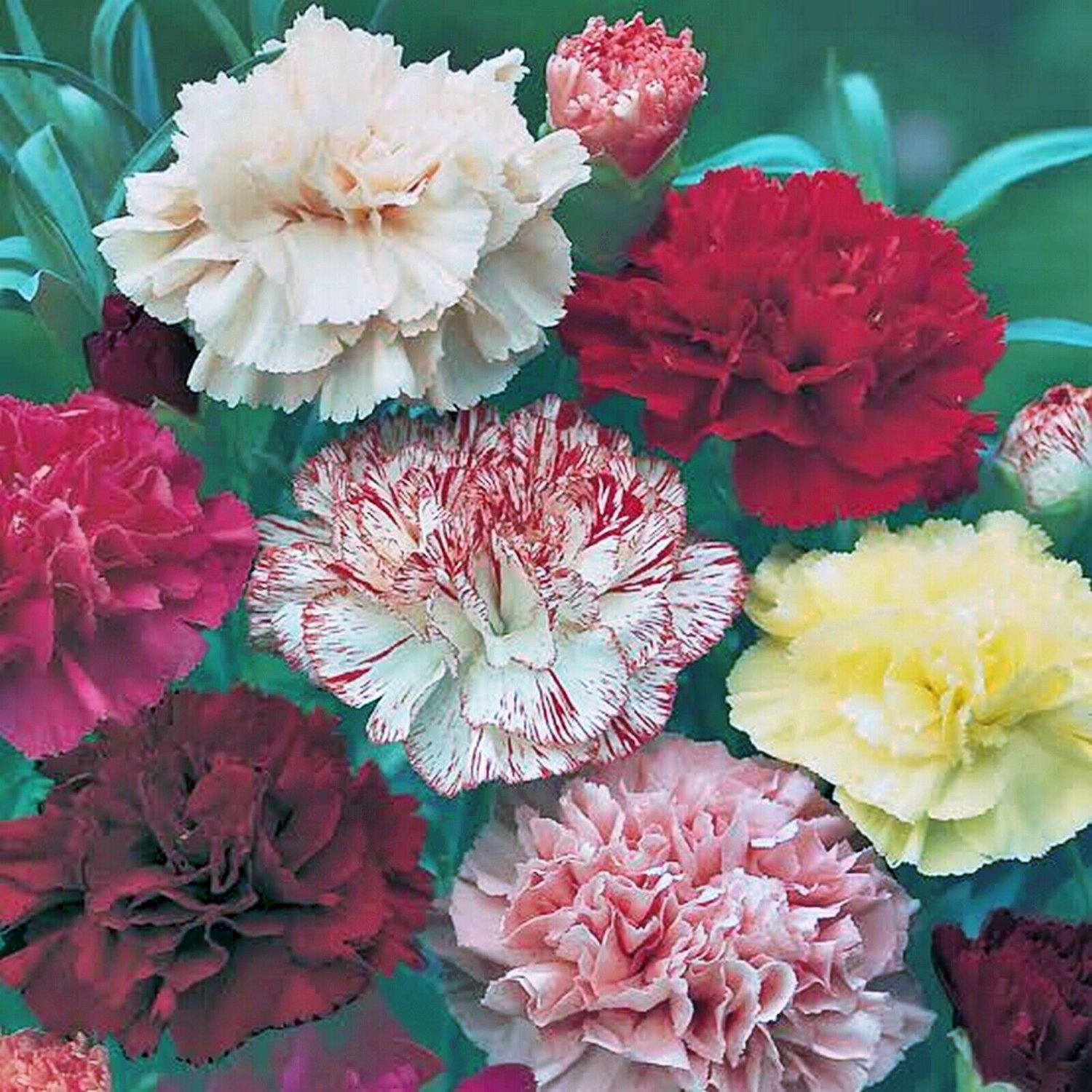 90 DIANTHUS SEEDS SCENTED EDIBLE DOUBLE FLOWERING BLOOMS MIXED COLOURS ...