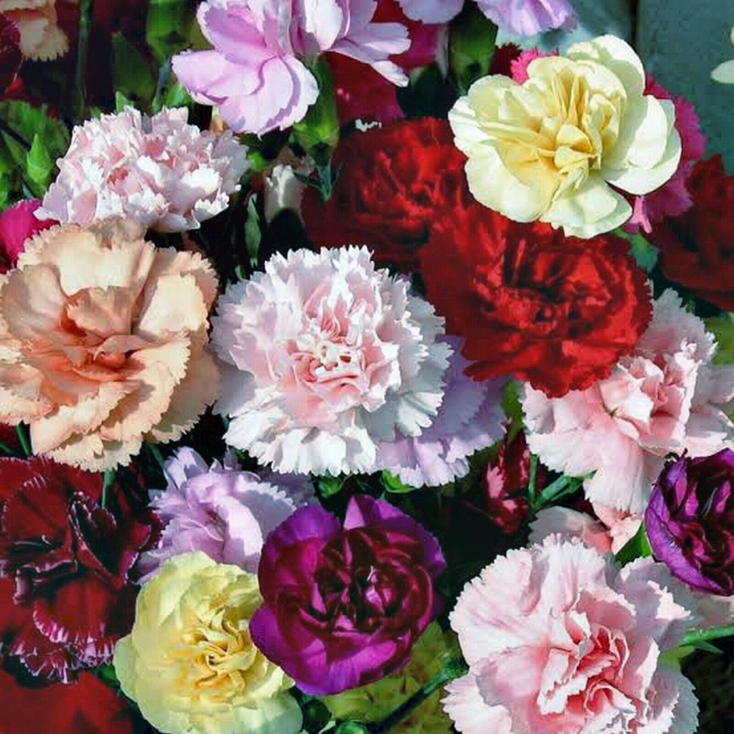 90 DIANTHUS SEEDS SCENTED EDIBLE DOUBLE FLOWERING BLOOMS MIXED COLOURS ...