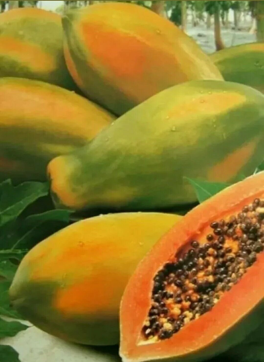30 Seeds Red Lady Dwarf Papaya - Rare Papaya - BI-SEXUAL #LVGG