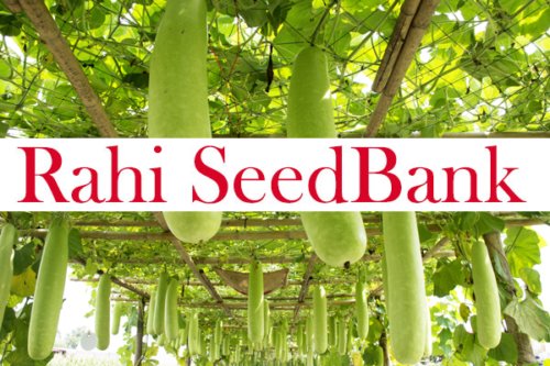 5 Seeds Lauki,Bottle Gourd Long Melon Doodhi Delicious Asian Vegetable ...