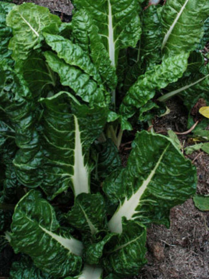 50 seeds SILVERBEET 'Fordhook Giant' vegetable garden #LVGG