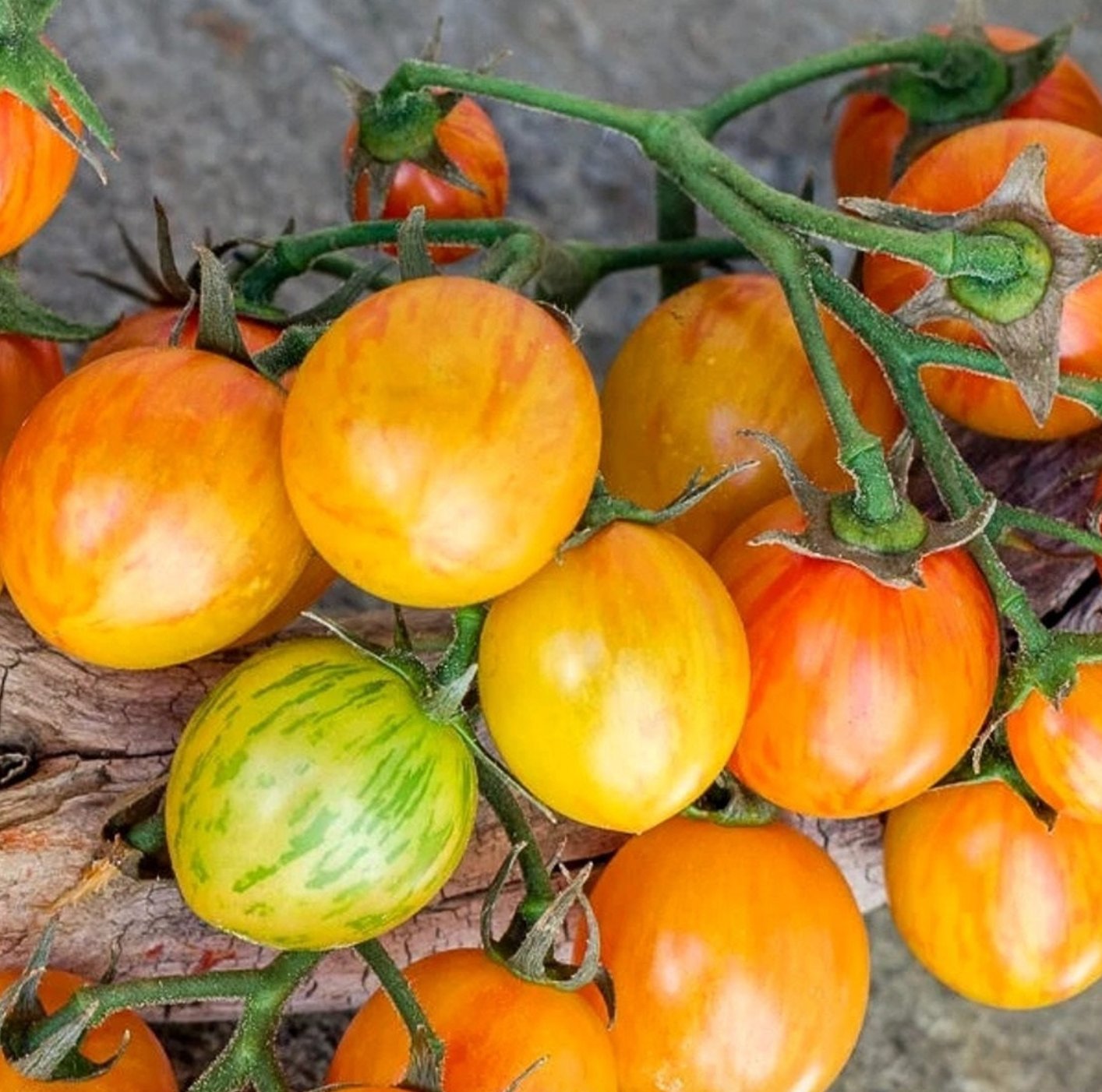 10+ seeds TOMATO Sunrise BUMBLE BEE Prolific beautiful container tomato ...