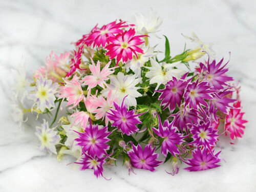 1000 seeds AMARANTH GRAIN vegetable garden grain Ancient Aztec food ...