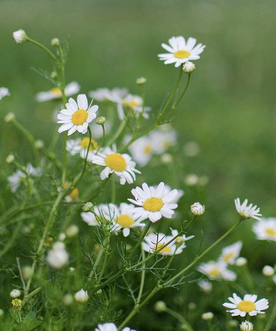400+ seeds Chamomile Seeds 'Roman' (Anthemis nobilis) Herb Garden #LVGG