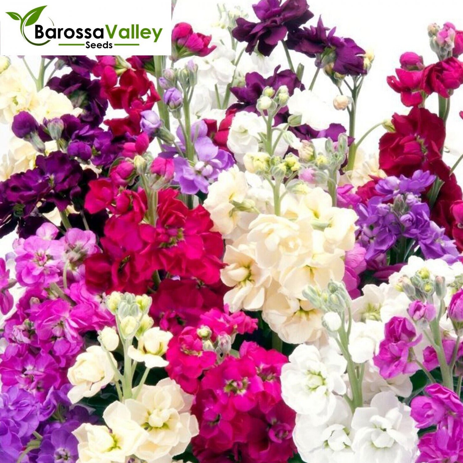 50+ Seeds STOCK GIANT COLUMN MIXED Grow FLOWERS #LVGG