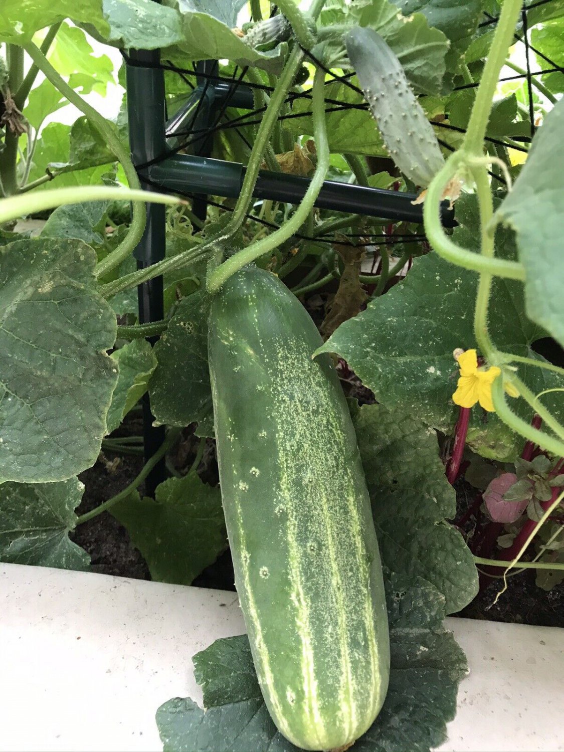5 Seeds GIANT Cucumber Asian HEIRLOOM Spring Summer Vegetable Garden OZ ...
