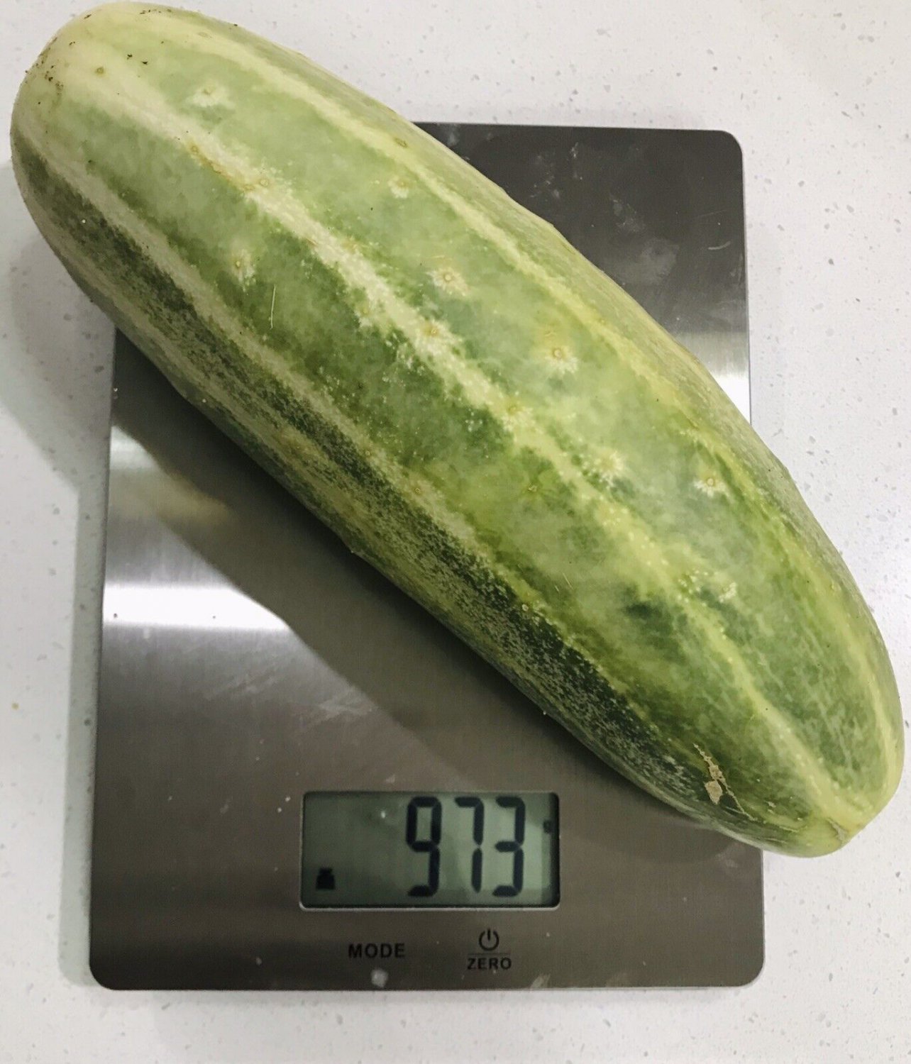 5 Seeds GIANT Cucumber Asian HEIRLOOM Spring Summer Vegetable Garden OZ ...