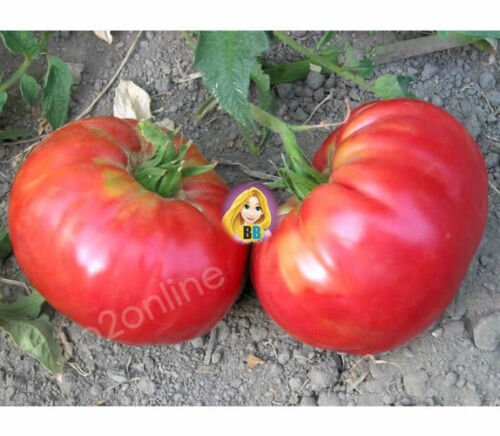 BULK Giant Tomato 500 Seeds Belgium Monster Rare Giant Heirloom ...