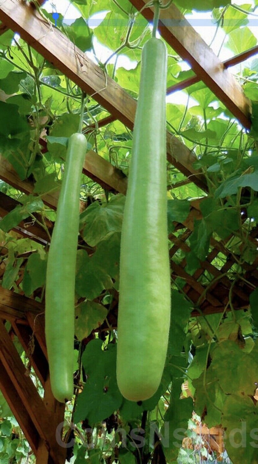 " Bottle Gourd Extra Long " extra long melon, 20 Seeds long calabash gourd