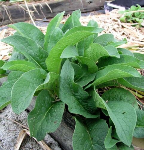 Comfrey 10 seeds COMPOST ACTIVATOR spring summer PERENNIAL GREEN MANURE tea