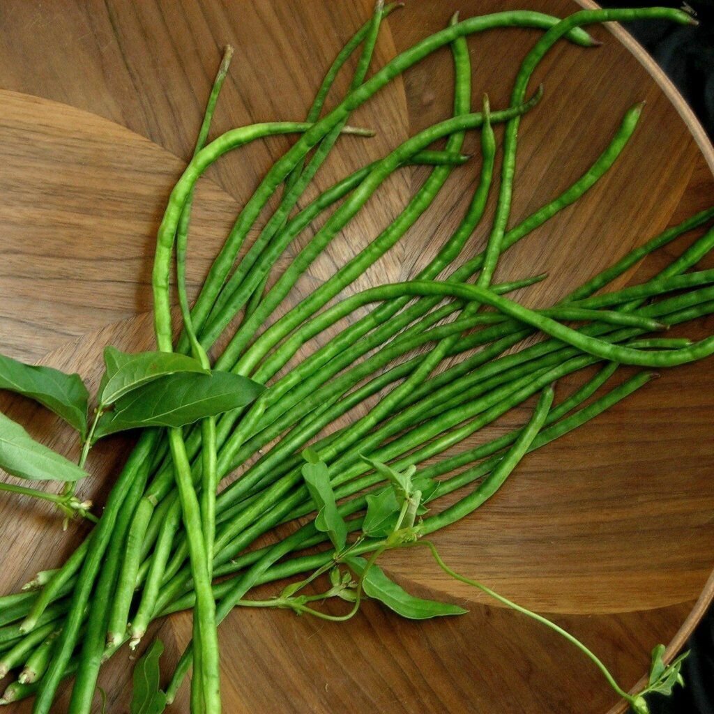 SNAKE BEAN 'Black Seeded' 10 Seeds CLIMBING Long Asian Vegetable Garden ...