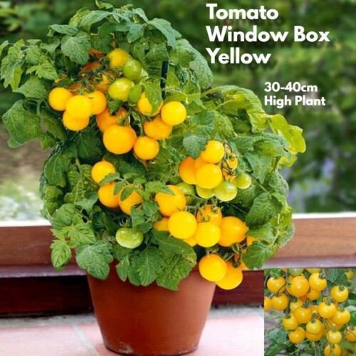 TOMATO Window Box Yellow 10 seeds HEIRLOOM vegetable garden SPRING SUMMER