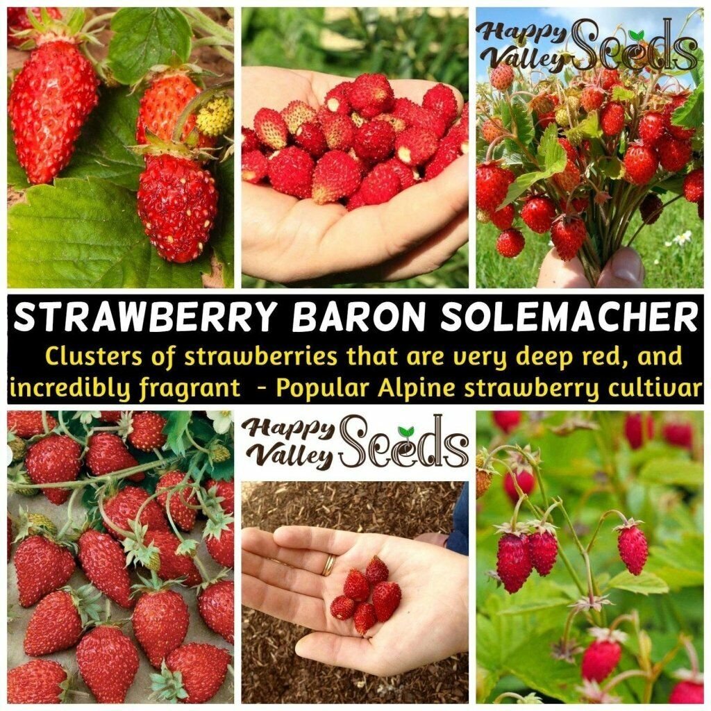 STRAWBERRY BARON 100 Seeds FRUIT GARDEN compact RUNNERLESS edible RARE easy