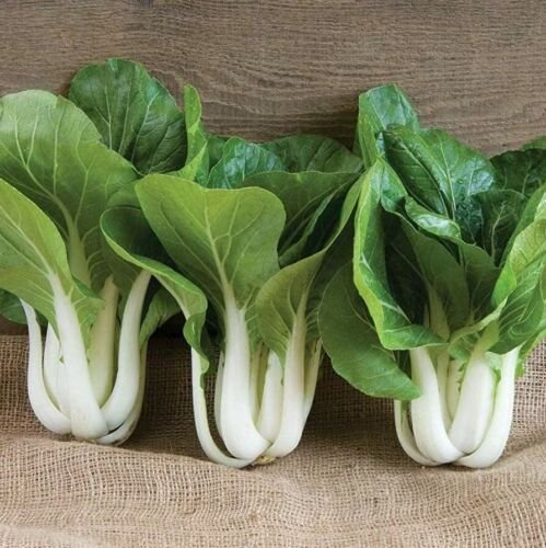 BOK CHOY WHITE STEM 100+ Seeds HEIRLOOM Vegetable Garden buk pak choi ...
