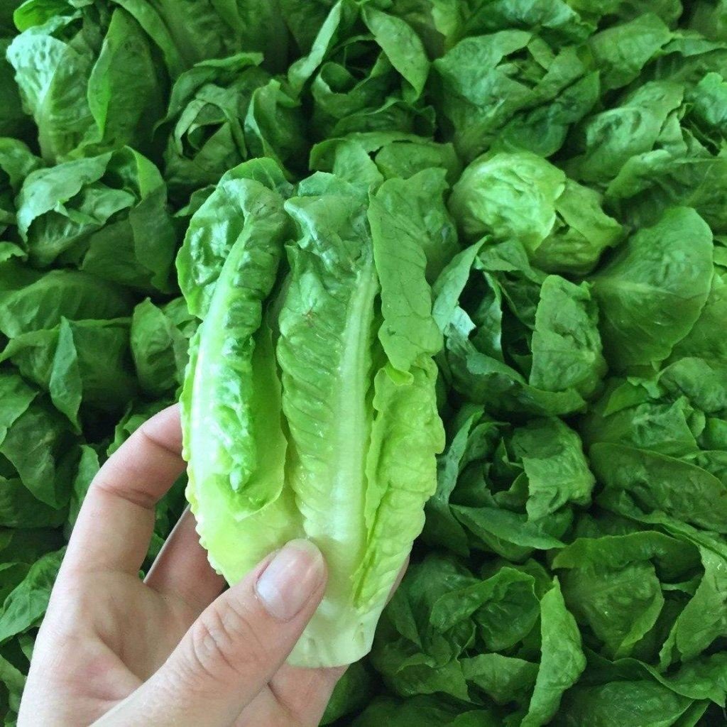 LETTUCE - Little Gem (Mini Cos) seeds HEIRLOOM vegetable garden SPRING ...