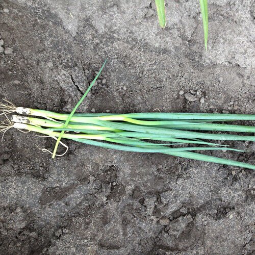 BUNCHING SPRING ONION Grandstand 100 Seeds HEIRLOOM shallot HARDY ...