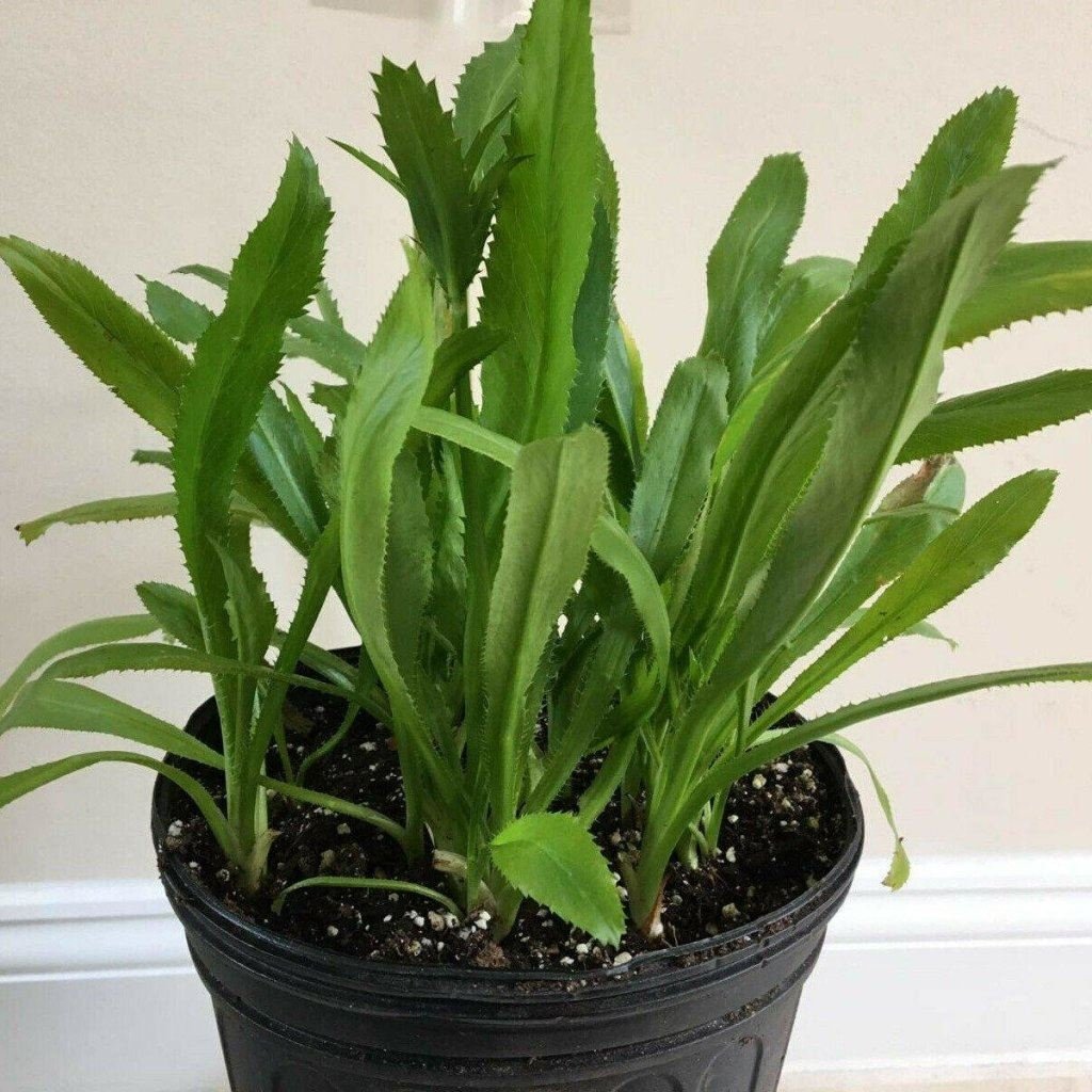 CULANTRO Mexican Coriander seeds