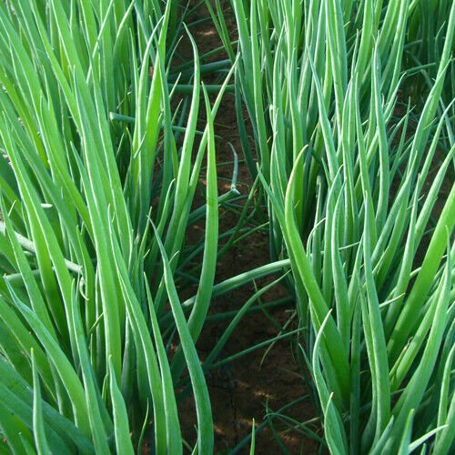 BUNCHING SPRING ONION Grandstand 100 Seeds HEIRLOOM shallot HARDY ...
