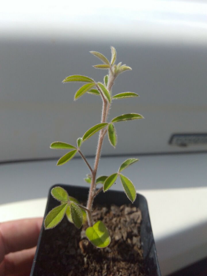 #LVGG 50 SEEDS Tagasaste AKA Tree Lucerne